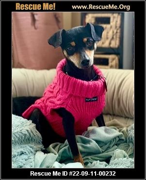 - California Miniature Pinscher Rescue - ADOPTIONS - Rescue Me!