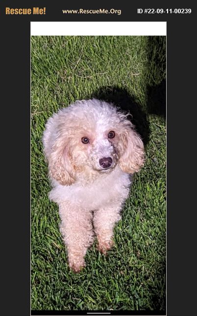ADOPT 22091100239 ~ Poodle Rescue ~ Parker, CO