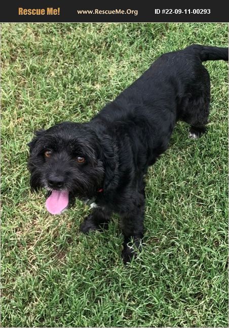 ADOPT 22091100293 ~ Cockapoo Rescue ~ Scottsdale, AZ