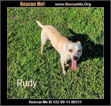 - Washington Jack Russell Rescue - ADOPTIONS - Rescue Me!