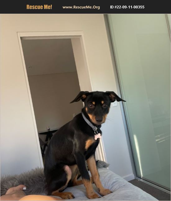 ADOPT 22091100355 ~ Australian Kelpie Rescue ~ Sydney,