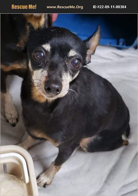 ADOPT 22091100384 ~ Miniature Pinscher Rescue ~ Warminster, PA