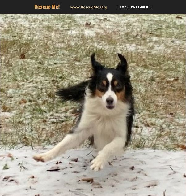 ADOPT 22091100389 ~ Australian Shepherd Rescue ~ Brookings, OR