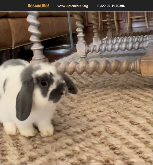 ADOPT 22091100396 ~ Rabbit Rescue ~ Dallas, TX