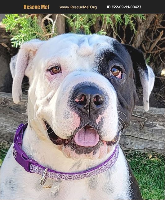 ADOPT 22091100423 ~ Bulldog Rescue ~ Albuquerque, NM