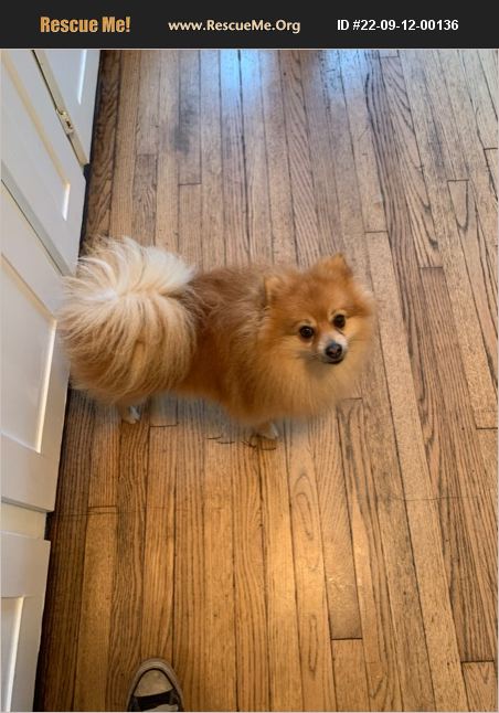 ADOPT 22091200136 ~ Pomeranian Rescue ~ Fort Atkinson, WI