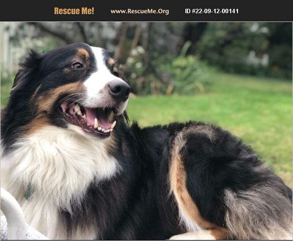 ADOPT 22091200141 ~ Australian Shepherd Rescue ~ Groton, CT