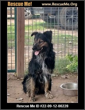 - New Mexico Dog Rescue - ADOPTIONS - Rescue Me!