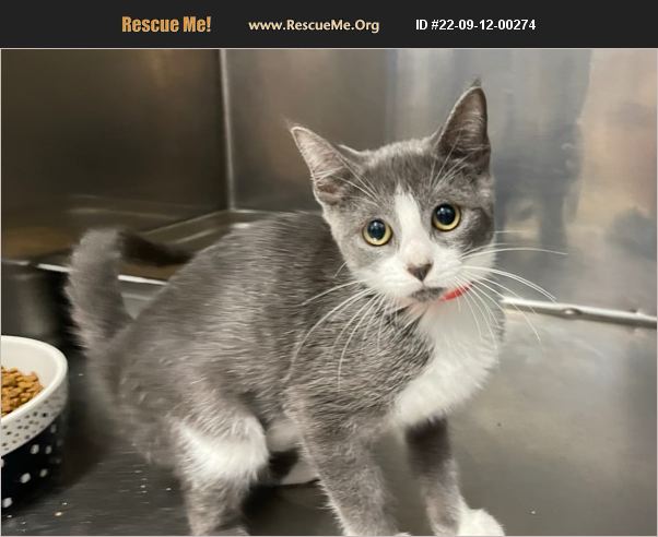 ADOPT 22091200274 ~ Domestic Cat Rescue ~ Columbus, OH