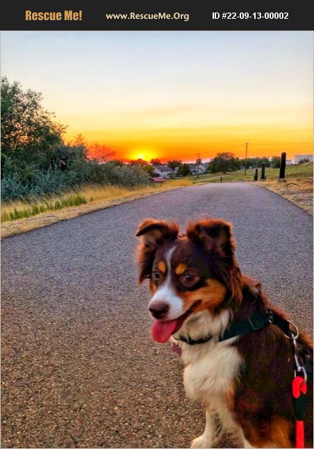ADOPT 22091300002 ~ Australian Shepherd Rescue ~ Hill AFB, UT