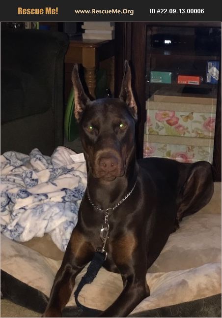 ADOPT 22091300006 ~ Doberman Pinscher Rescue ~ Richmond, VA