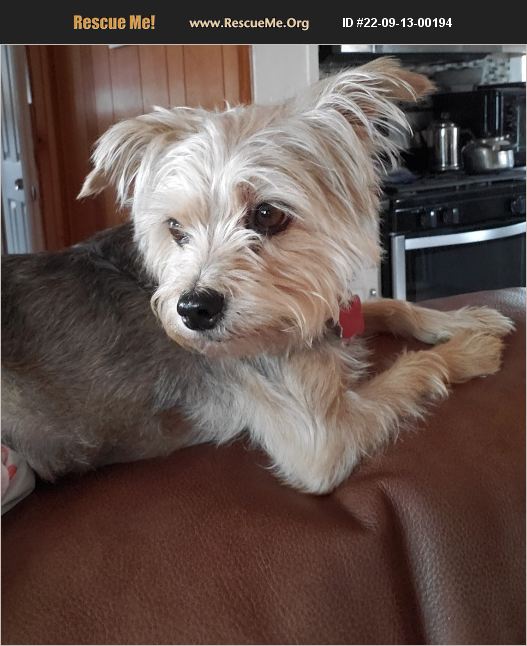 ADOPT 22091300194 ~ Yorkie Rescue ~ Pawtucket, RI