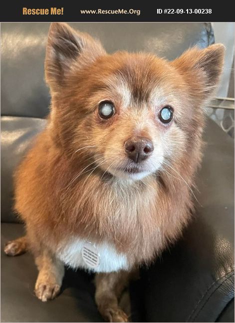 ADOPT 22091300238 ~ Pomeranian Rescue ~ Wilmington, DE