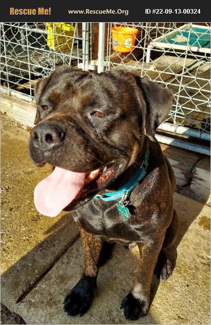 ADOPT 22091300324 ~ Mastiff Rescue ~ Martinsville, IN