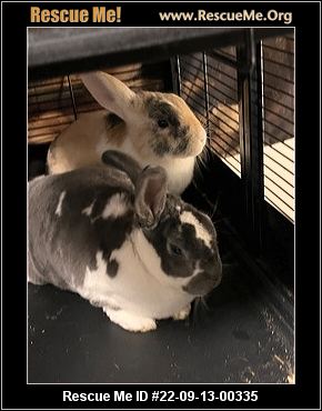 - North Carolina Rabbit Rescue - ADOPTIONS - Rescue Me!