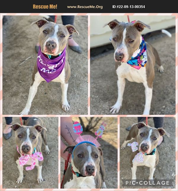 ADOPT 22091300354 ~ Pit Bull Rescue ~ Riverside County, CA