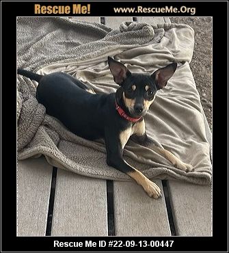 - Oklahoma Miniature Pinscher Rescue - ADOPTIONS - Rescue Me!