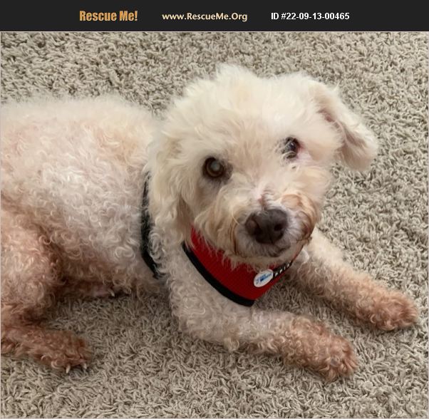 ADOPT 22091300465 ~ Bichon Frise Rescue ~ Palm Bay, FL