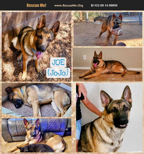 ADOPT 22091400050 ~ German Shepherd Rescue ~ San Tan Valley, AZ