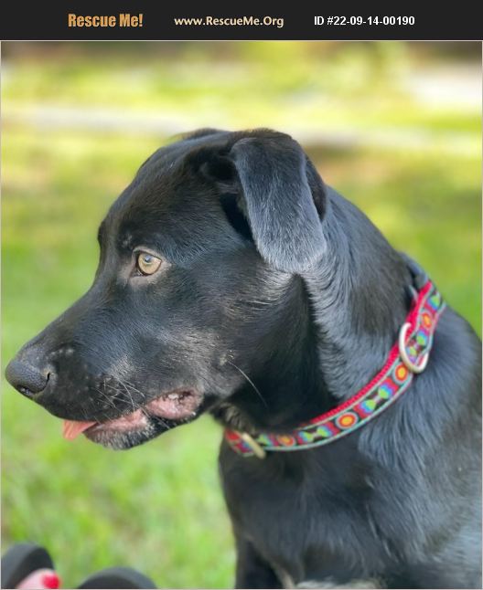 ADOPT 22091400190 ~ Lab Rescue ~ Muskego, WI