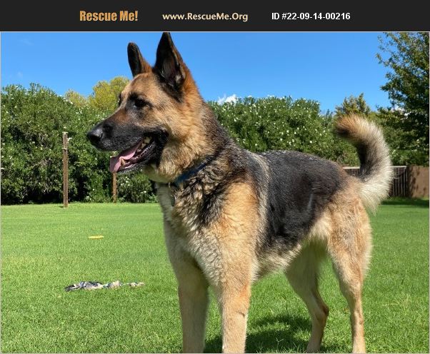 ADOPT 22091400216 ~ German Shepherd Rescue ~ Scottsdale, AZ