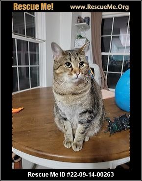 - Pennsylvania Cat Rescue - ADOPTIONS - Rescue Me!