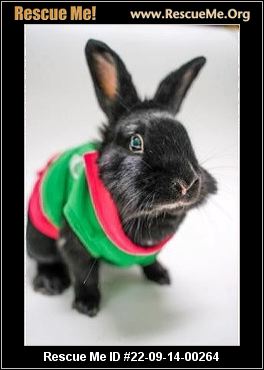 - Ohio Rabbit Rescue - ADOPTIONS - Rescue Me!