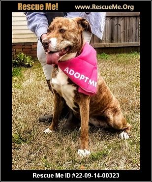 - Alabama Pit Bull Rescue - ADOPTIONS - Rescue Me!