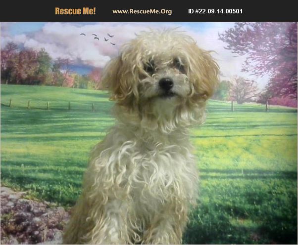 ADOPT 22091400501 ~ Poodle Rescue ~ Moreno Valley, CA