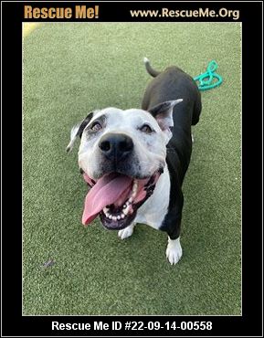 - Wisconsin Dog Rescue - ADOPTIONS - Rescue Me!