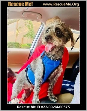 - Florida Schnauzer Rescue - ADOPTIONS - Rescue Me!