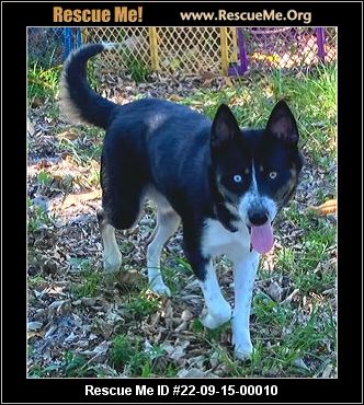 - Florida Border Collie Rescue - ADOPTIONS - Rescue Me!