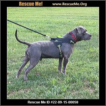- West Virginia Dog Rescue - ADOPTIONS - Rescue Me!