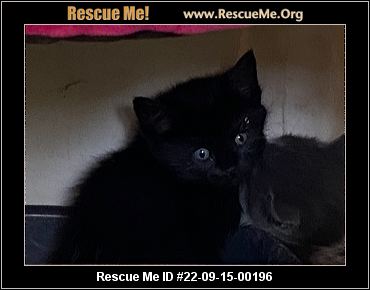 - Michigan Cat Rescue - ADOPTIONS - Rescue Me!