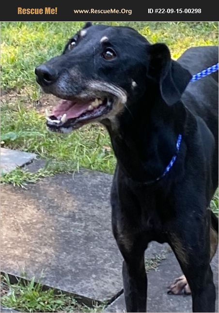 ADOPT 22091500298 ~ Doberman Pinscher Rescue ~ Southbury, CT