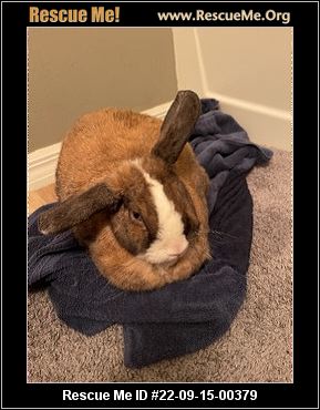 - Florida Rabbit Rescue - ADOPTIONS - Rescue Me!