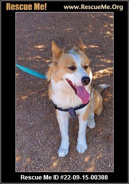 - New Mexico Dog Rescue - ADOPTIONS - Rescue Me!
