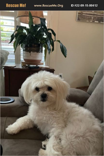 ADOPT 22091500412 ~ Maltese Rescue ~ Corvallis, OR