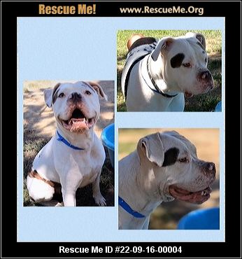 - California American Bulldog Rescue - ADOPTIONS - Rescue Me!