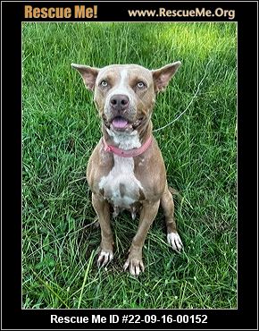 - Alabama Pit Bull Rescue - ADOPTIONS - Rescue Me!