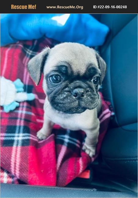 ADOPT 22091600248 ~ Pug Rescue ~ Los Angeles, CA