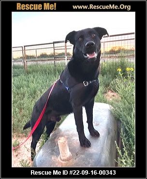 - New Mexico Dog Rescue - ADOPTIONS - Rescue Me!