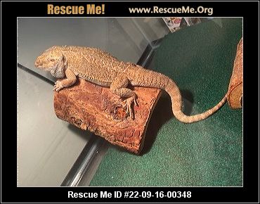 - Connecticut Reptile/Amphibian Rescue - ADOPTIONS - Rescue Me!