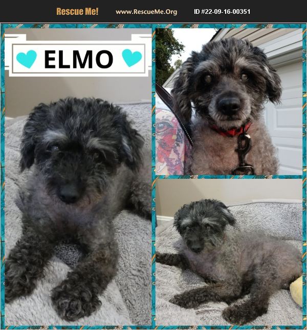 ADOPT 22091600351 ~ Poodle Rescue ~ BALTIMORE, MD