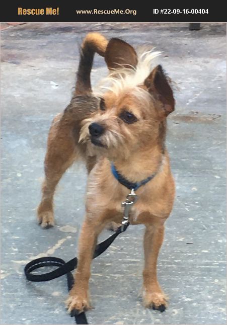 ADOPT 22091600404 ~ Yorkie Rescue ~ Orange County, CA