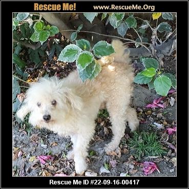 - California Poodle Rescue - ADOPTIONS - Rescue Me!