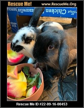 - Washington Rabbit Rescue - ADOPTIONS - Rescue Me!