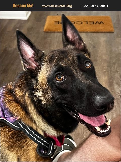 ADOPT 22091700011 ~ Belgian Malinois Rescue ~ Houston, TX