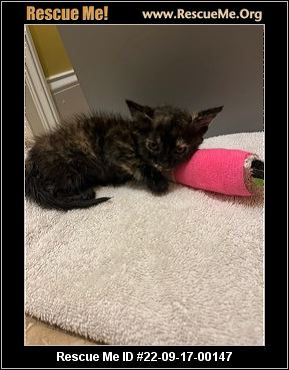 - South Carolina Cat Rescue - ADOPTIONS - Rescue Me!