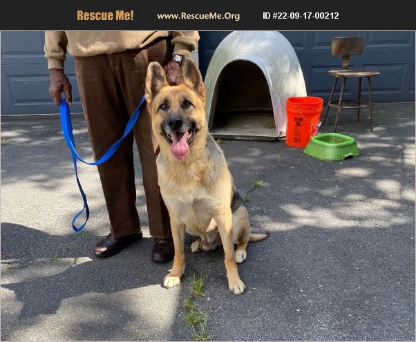 ADOPT 22091700212 ~ German Shepherd Rescue ~ Stirling, NJ